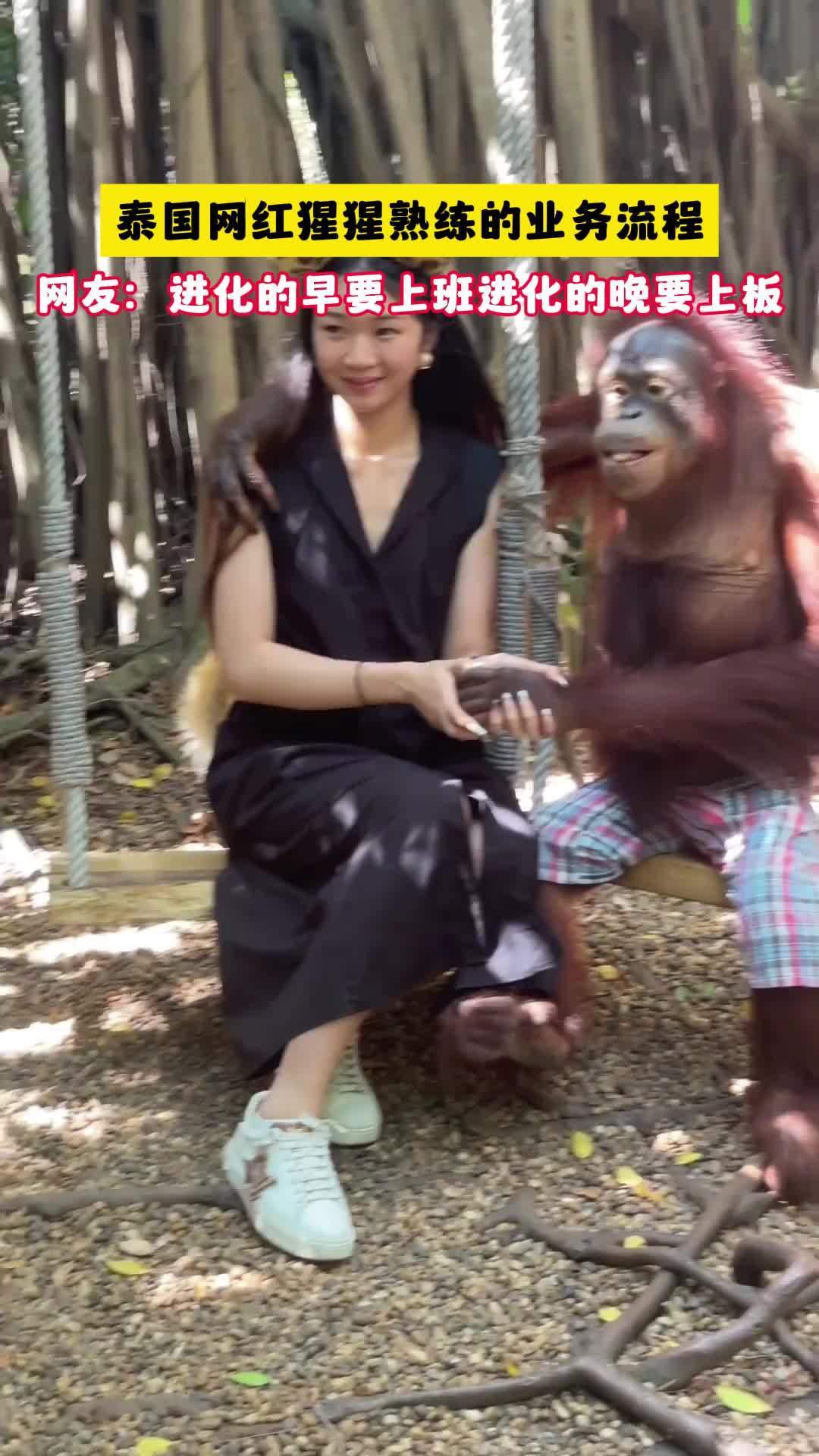 泰国网红猩猩熟练的业务流程