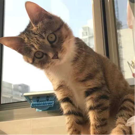 每天吃五斤德芙 