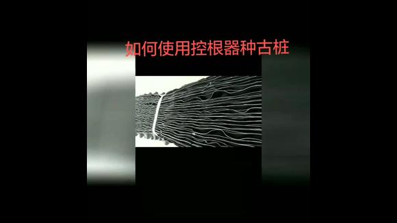 植树节,古桩培植如何正确使甲控根器