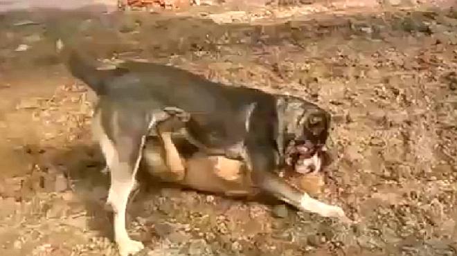农村小伙们爱斗狗,两只凶狠的恶狗互相厮杀,上十分激烈,真残忍