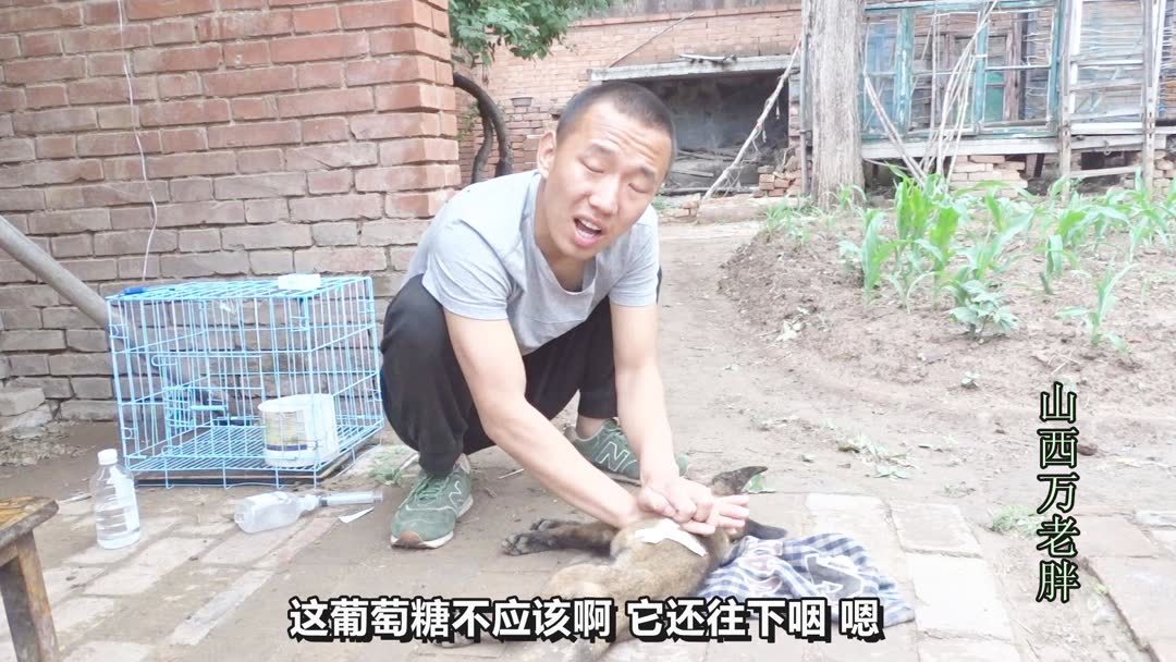 养宠物狗最不希望得的一种病,病发到死亡仅4天,很多药方治不了