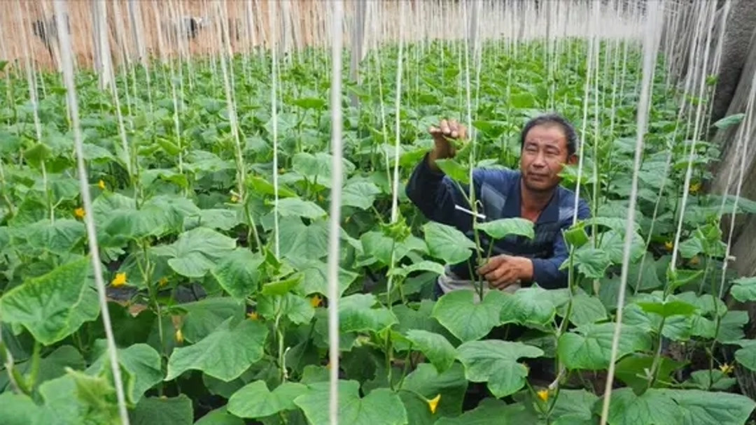 百菌清为什么要做悬浮剂?其实是有好处的,快来看看优势在哪