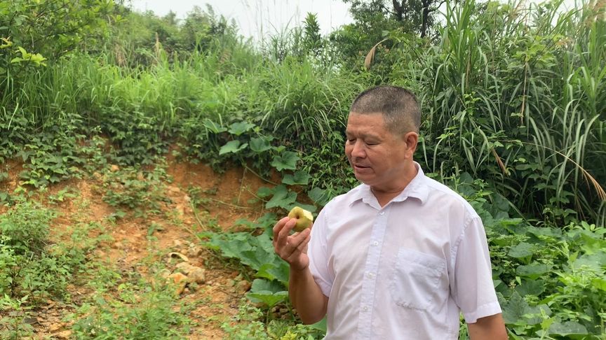 家乡的梨子成熟了,每年摘300个。