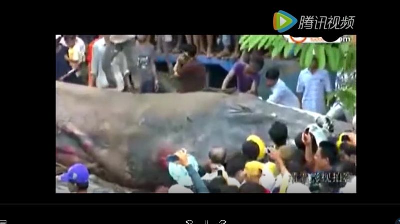 他们挖出了巨型不明生物 大得有点恐怖,这是要成精了吗?