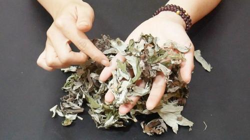 艾叶草真是个宝,这样放在家里作用太棒了,学到便是赚到