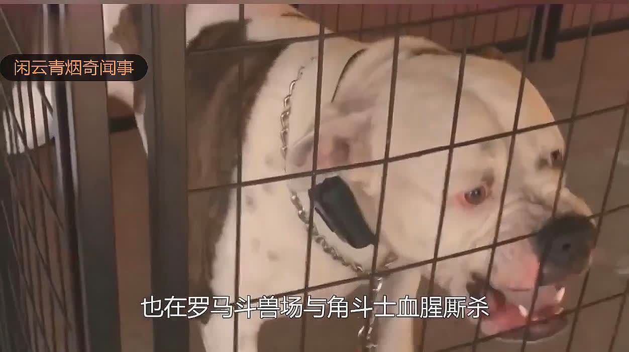 全球8个最牛的狗种!最凶猛称号非它莫属!你认为呢?