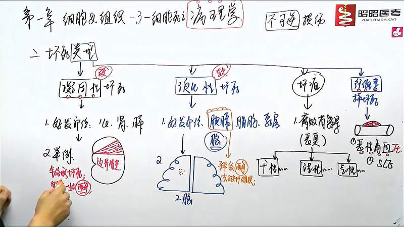 2022昭昭医考基础精讲班细胞和组织适应、损伤和修复-4讲解