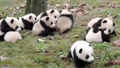 熊猫宝宝上春晚 来看选“熊”幕后花絮