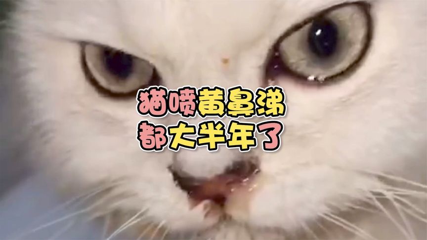 猫喷黄鼻涕都大半年了