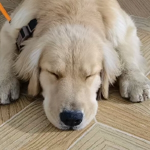 不知名的港中大刘某 