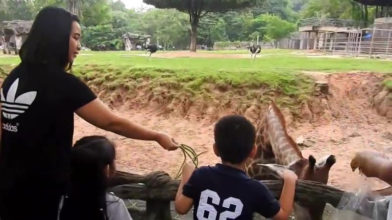 动物园里可爱的天才小动物表演