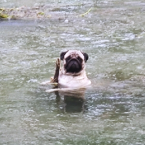 葫芦娃和舒克日常 