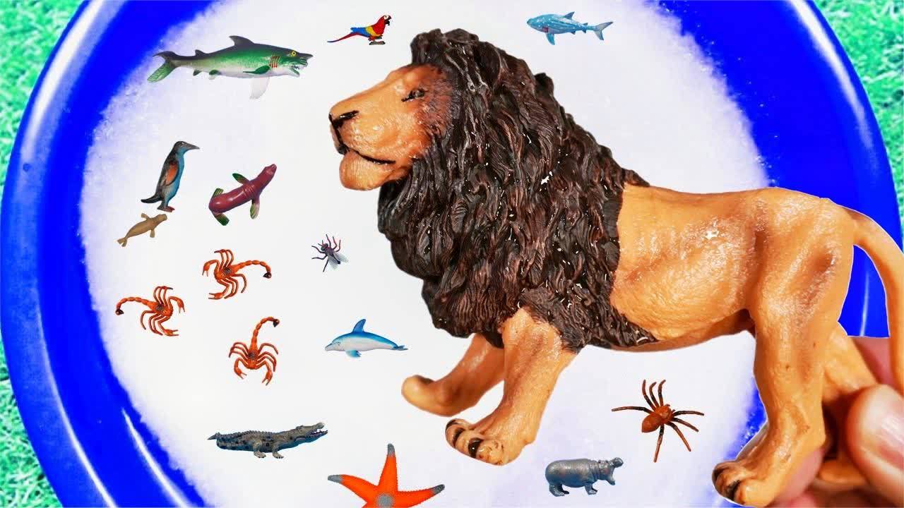 一起认识各种各样的动物吧