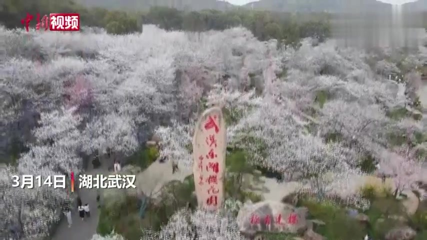 武汉东湖樱花争相绽放如云似海美不胜收