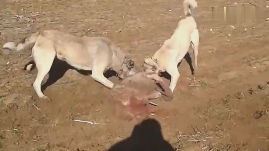 实拍巨型牧羊犬与野狼大战,高加索和中亚真凶猛,直接把狼咬死