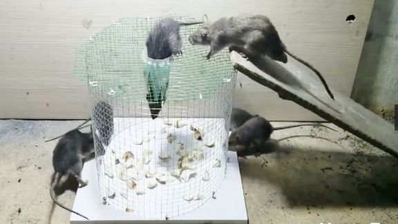 一个简单的铁丝笼,让老鼠一家大大小小全中招,你是故意的吧!