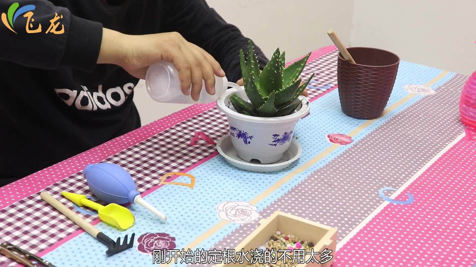 芦荟怎么养,种植和养护知识都在这里!