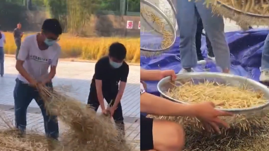 四川一高校组织学生割麦子学农耕 校长:麦子加工后都会供给食堂