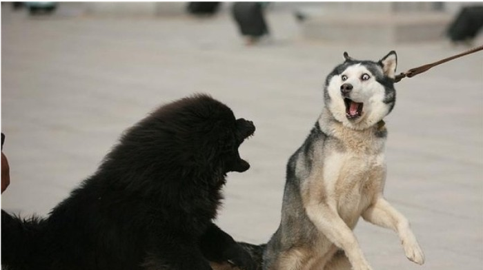 原生的藏獒就是不一样啊,真的是凶残无比的,快看看这打斗场面实在是...