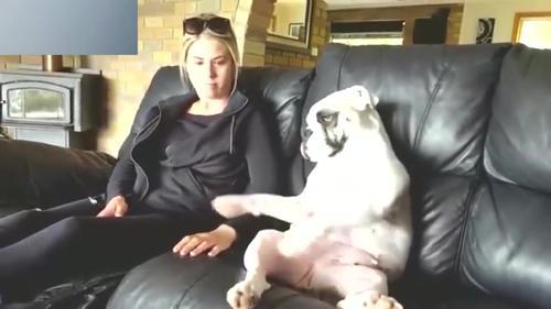 霸道斗牛犬看电视,还要求主人一刻不停的给自己挠痒痒,享受