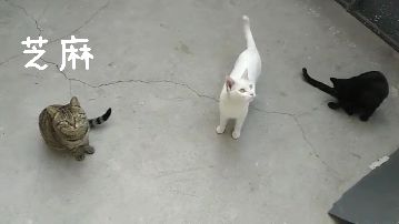 五只可爱的猫咪,任劳任怨的铲屎官