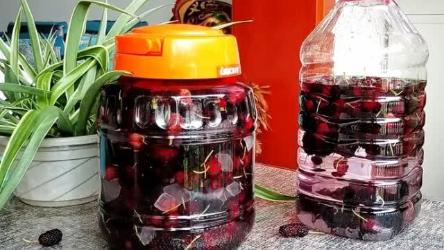 教你在家做桑葚酒,营养价值高,做法简单易学,值得收藏