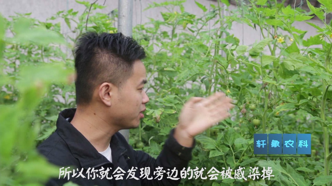 郎朗说:大棚西红柿处理好这一点,亩产5万斤以上,谁还外出打工