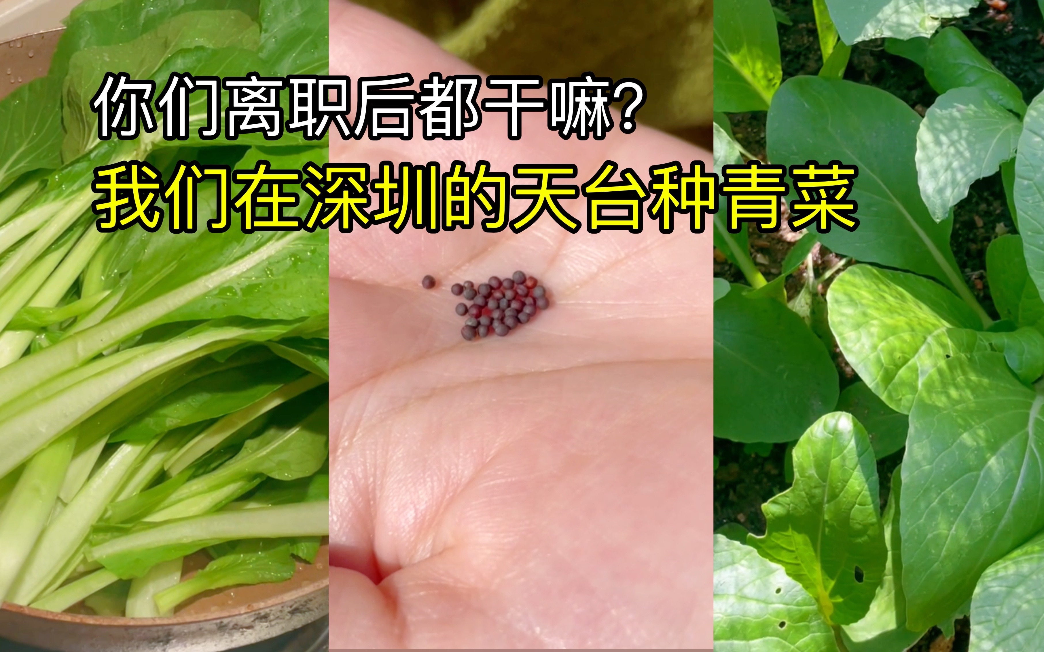 你们离职后都干什么?我们在深圳的天台种青菜~