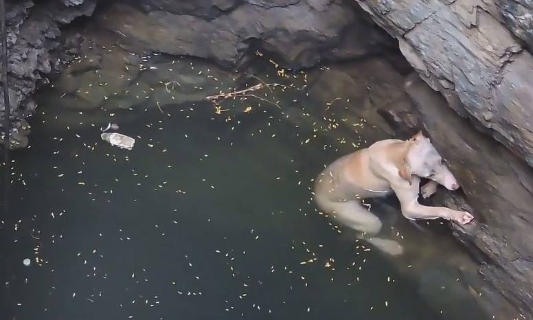 掉入井里的狗狗向男子求救,男子亲自下井拯救它,场面令人感动