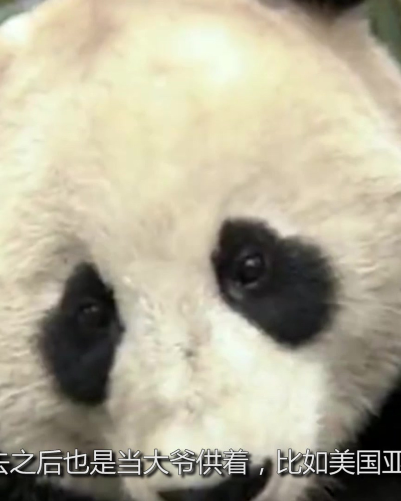 大熊猫在美国和泰国待遇悬殊,中国网友愤怒:赶紧从泰国接回来