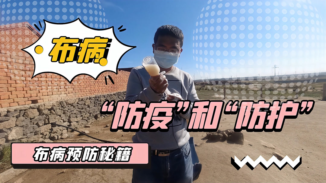 养羊布病危害大,一定要定期做好布病疫苗,做疫苗这些细节要注意