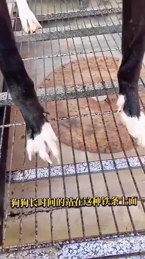 有孩家庭,养狗就该养这6种"小型犬"!