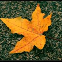 红尘不过三杯酒 