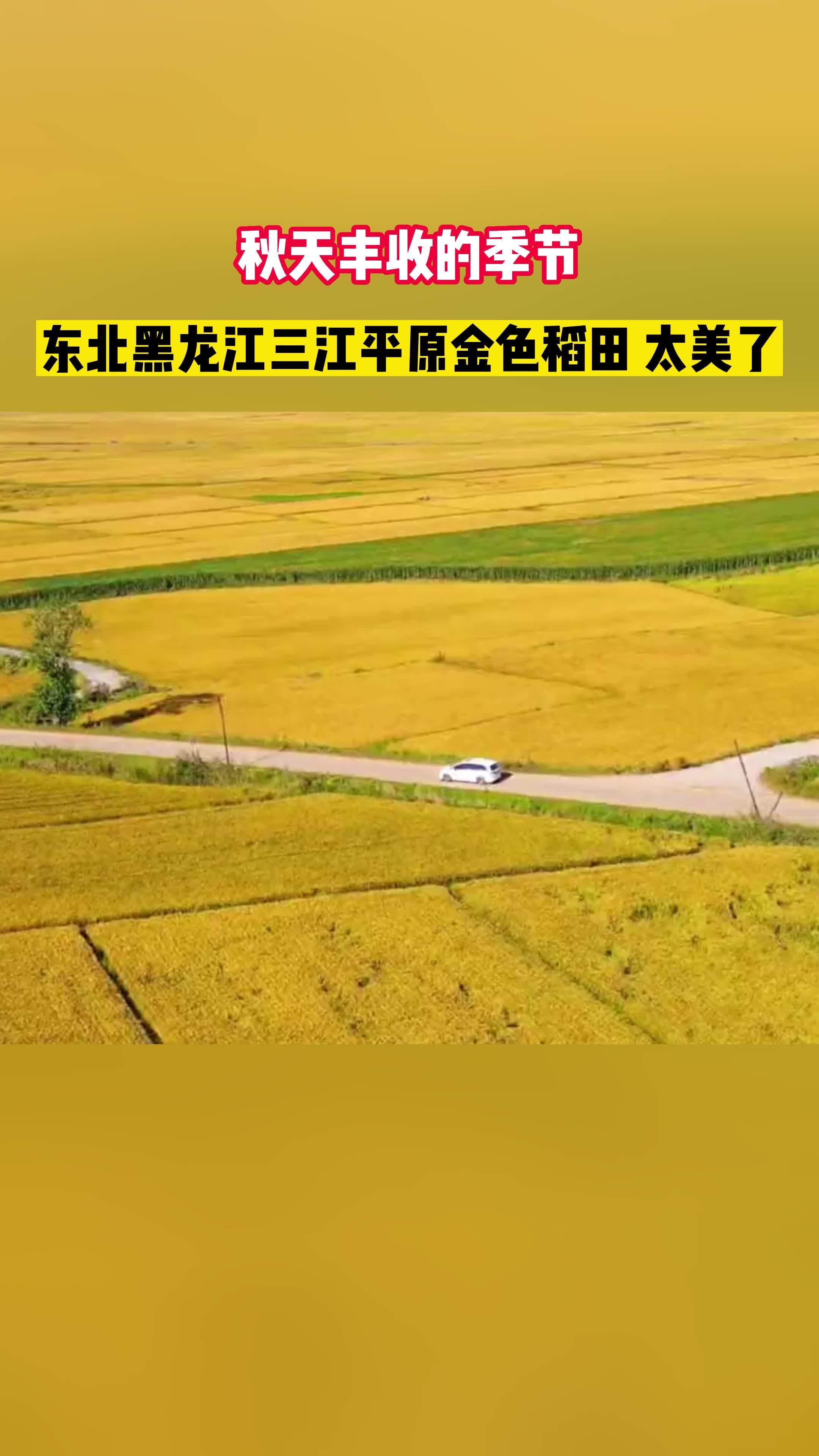 秋天丰收的季节!东北黑龙江三江平原金色稻田太美了