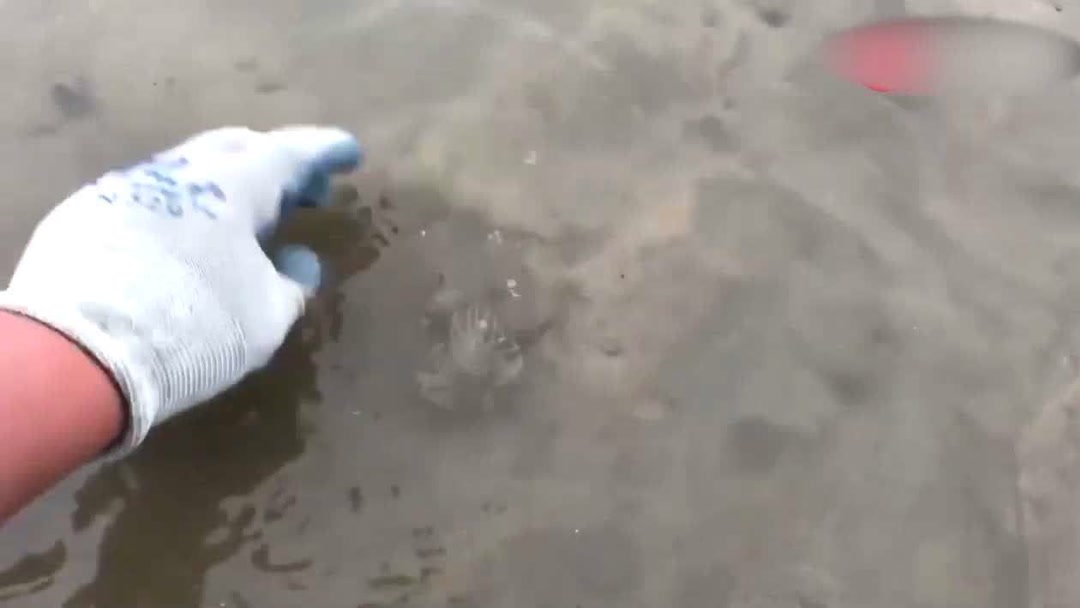 赶海遇到皮皮虾,皮皮虾真猥琐,逃跑的时候还如此狼狈,太搞笑了