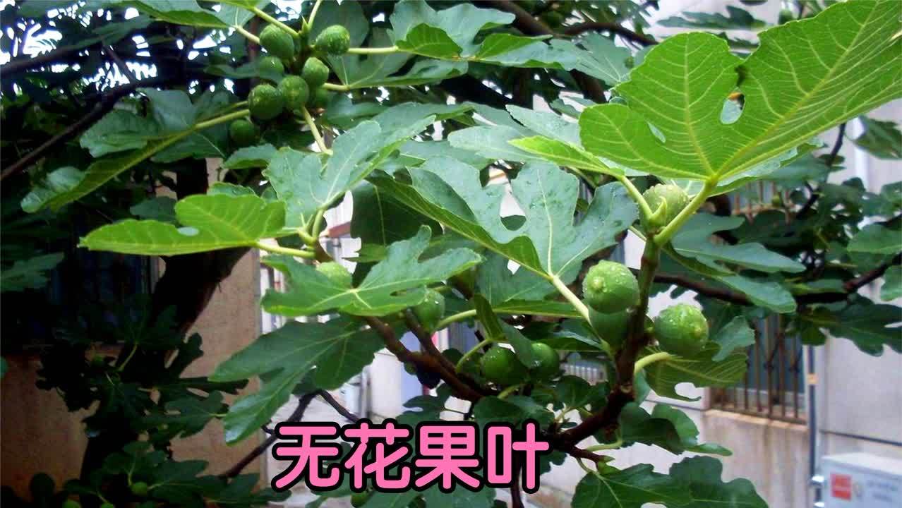 无花果叶有3大妙用,懂的人当宝,看看对你有不帮助吗?