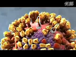 3D短片:看看流感病毒如何侵入你的身体 ( 长长知识!)