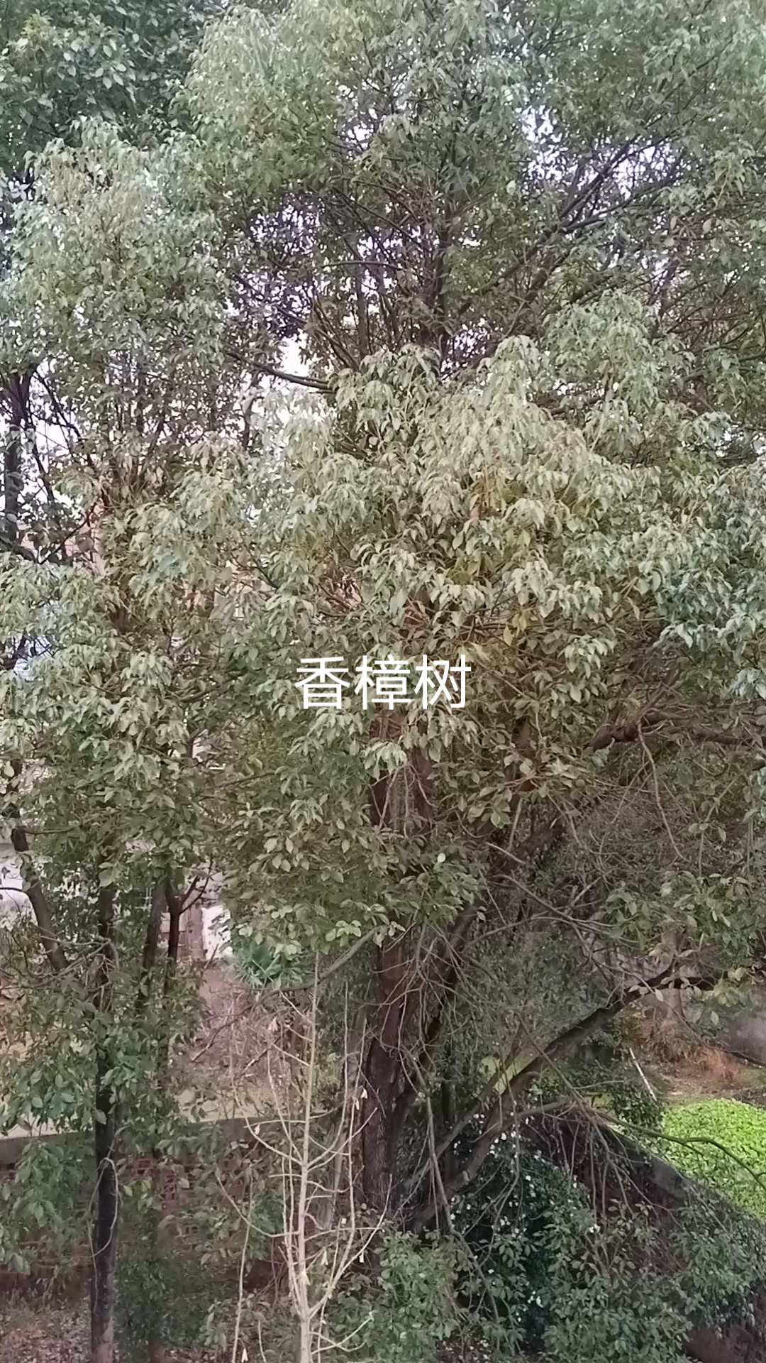 香樟树,能绿化环境,美化生活,夏天还能给人乘凉
