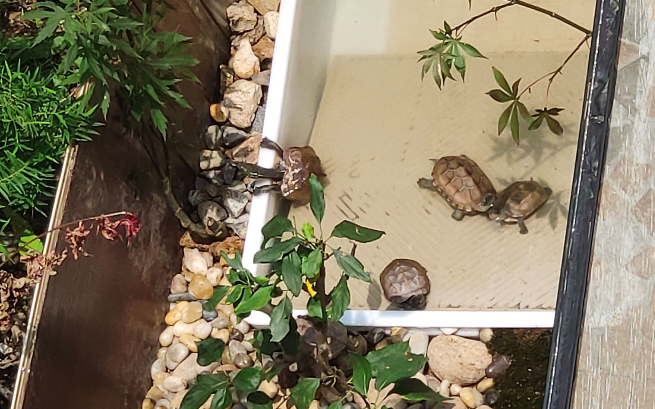 DIY自制龟池-乌龟-雾化造景