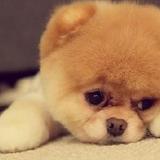 让鱼儿再玩一会 