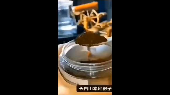 灵芝孢子粉的功效