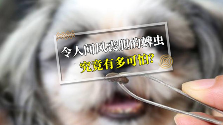 狗狗被蜱虫咬到可大可小!严重能致多器官衰竭
