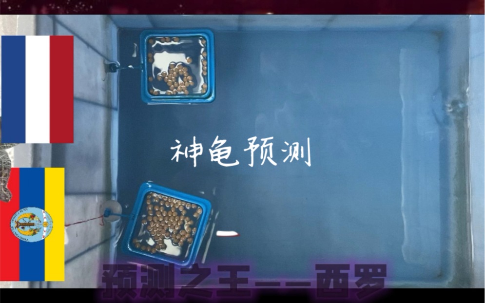 神龟 世界杯预测 荷兰VS厄瓜多尔#卡塔尔世界杯 #萌宠预测世界杯 #...