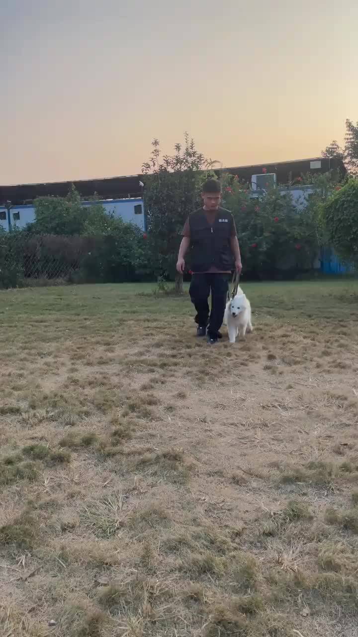 又一只狗狗在训犬学校毕业了