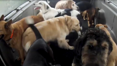 有钱人家的狗狗都去上学了,这都是什么神奇的学校?脑洞太大了