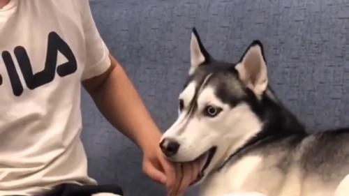 狗咬我一口,咬不咬回去我不知道,但是二哈咬的,必须要咬回去