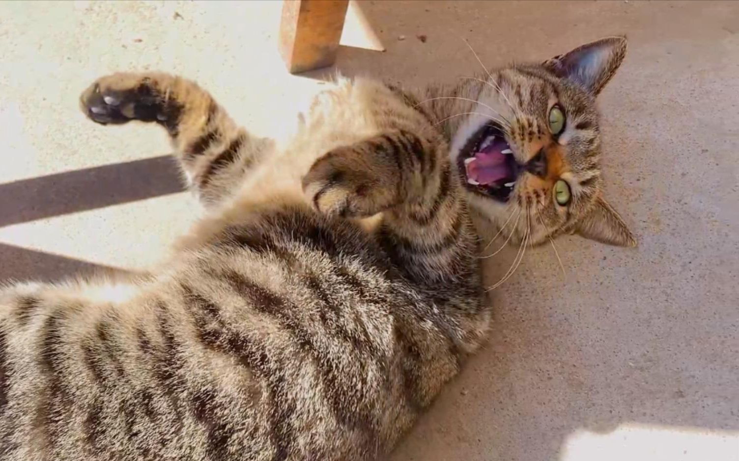 一只超会撒娇的狸花猫