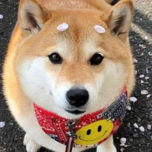 初中英语小柴柴 