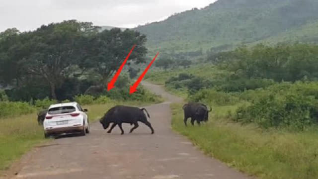 开车路上遇见水牛,司机却抱着侥幸心理冲了过去