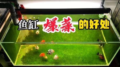 鱼缸爆藻出绿苔的四大好处